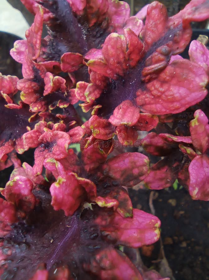 Red leave plant beautiful stock photo. Image of plant - 221779878
