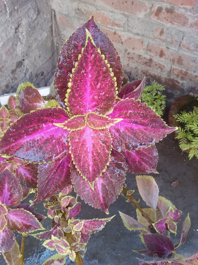 Red Leave Plant in Home Decor Stock Image - Image of home, plant: 183591175