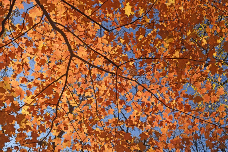 Red Leave Sky Scape stock image. Image of leaves, tourism - 218732637