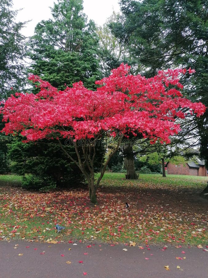 Red leave tree stock image. Image of park, shrub, garden - 235332991
