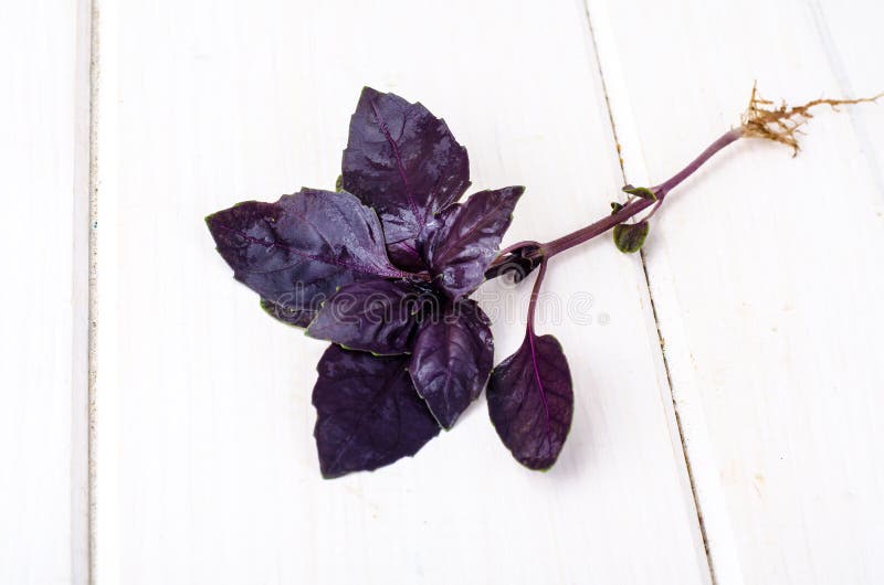 Red leaved basil stock photo. Image of leave, grocery - 122153536