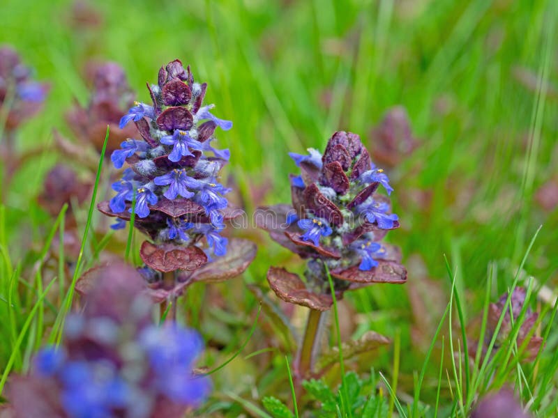 Red-leaved Bugle, Ajuga Reptans, Close-up Stock Photo - Image of ...