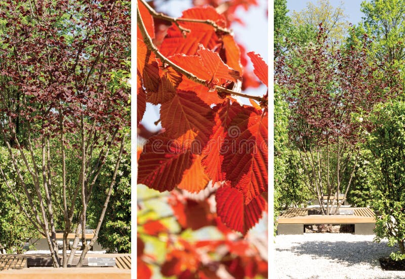 Red-leaved Hazel Tree Collage Stock Image - Image of bush, green: 219771261