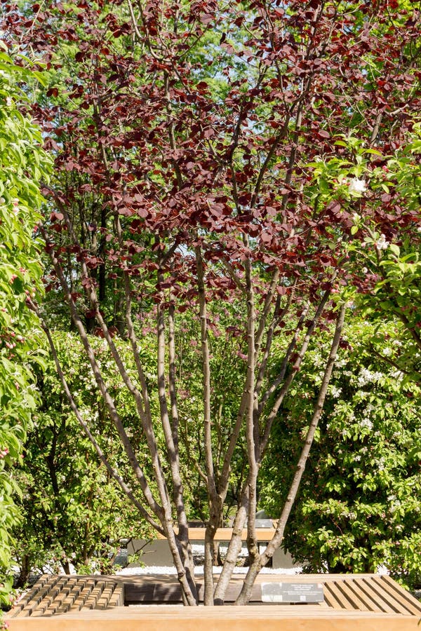 Red-leaved hazel tree stock photo. Image of colorful - 219771324