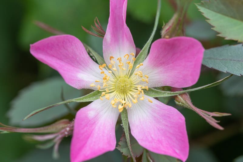 Red Leaved Rose Rosa Glauca Flower Stock Image - Image of horizontal ...
