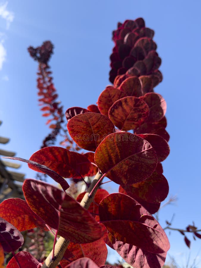 Red-leaved Tree Colors that Grow in Parks and Gardens Stock Image ...