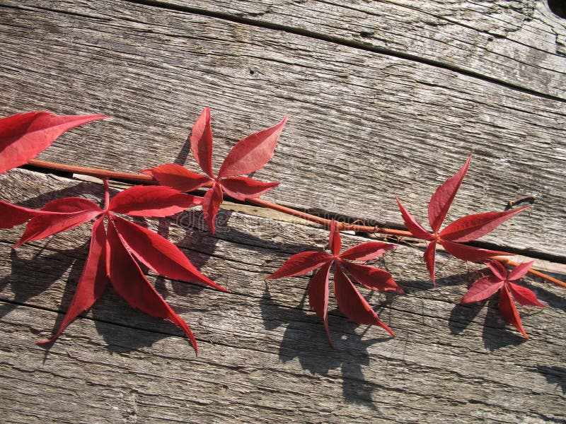 Red leaves stock image. Image of shadow, yellow, wood - 11650923