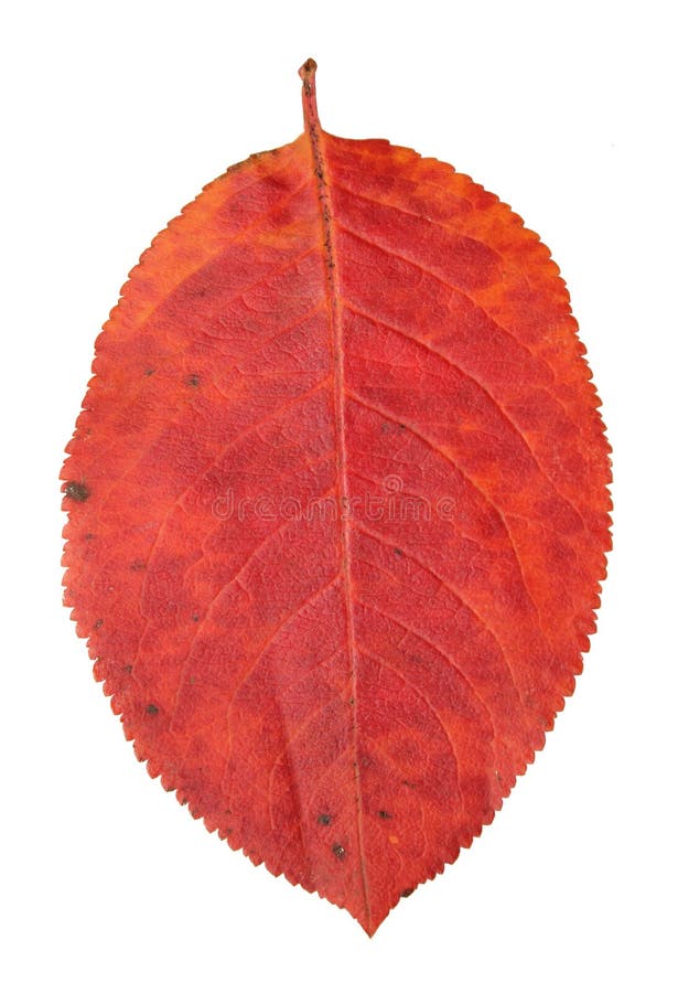 Red leaves stock photo. Image of texture, collection - 21524272