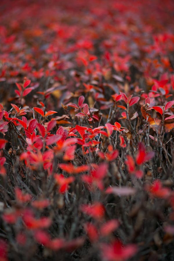 Red leaves stock image. Image of brown, fence, hedgerow - 22935009