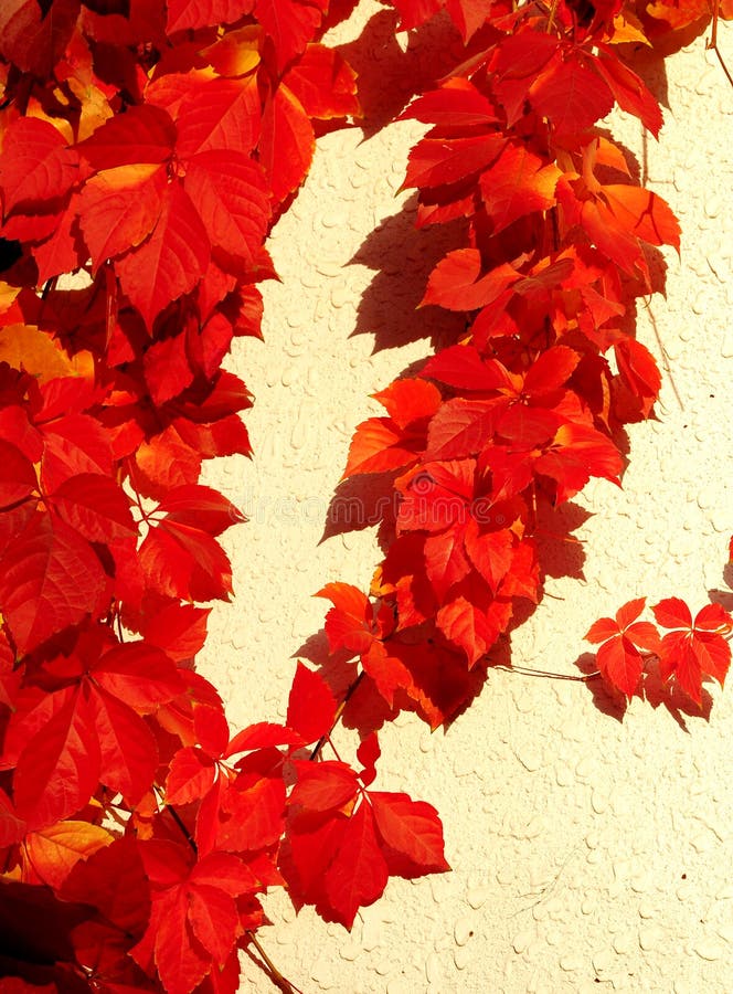 Red leaves stock illustration. Illustration of pattern - 27415050