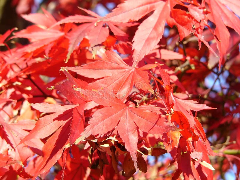 Red leaves stock image. Image of october, transparent, bright - 280999