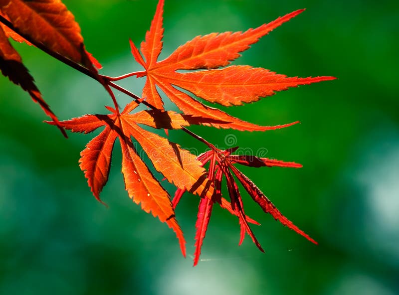 Red leaves stock image. Image of orange, spring, park, color - 468767
