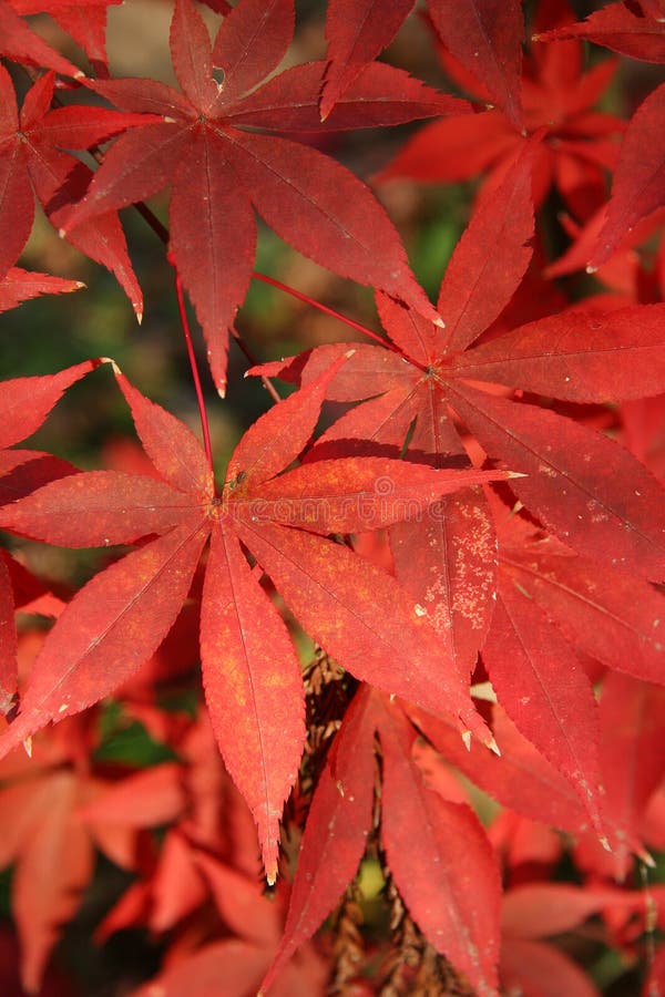 Red Autumn Leaves stock photo. Image of leaf, color, colors - 50810