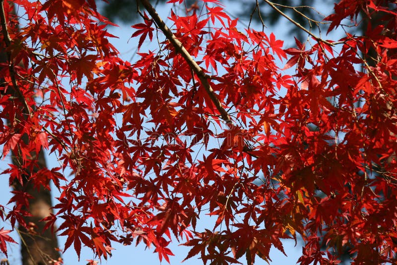 Red leaves. stock image. Image of tree, seasons, autumn - 54043