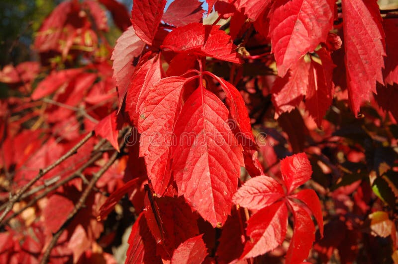 Red leaves stock image. Image of tree, numerous, fall - 5762193