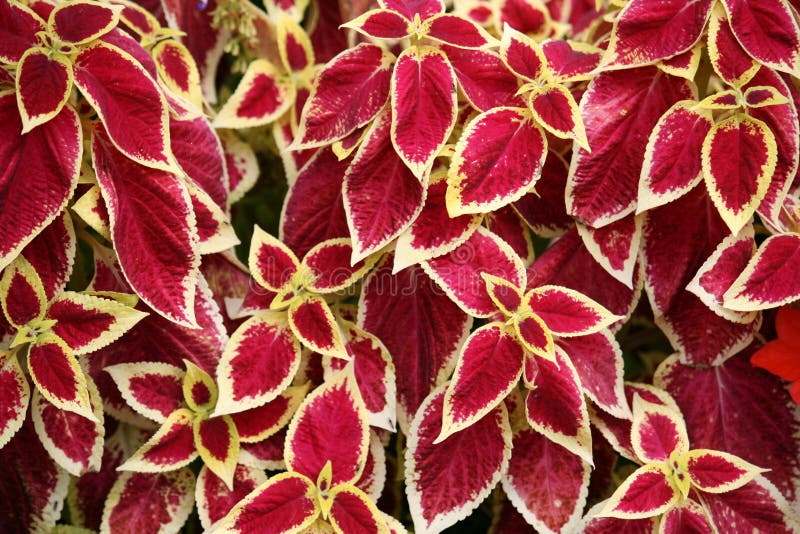 Red Leaves Picture. Image: 6681391