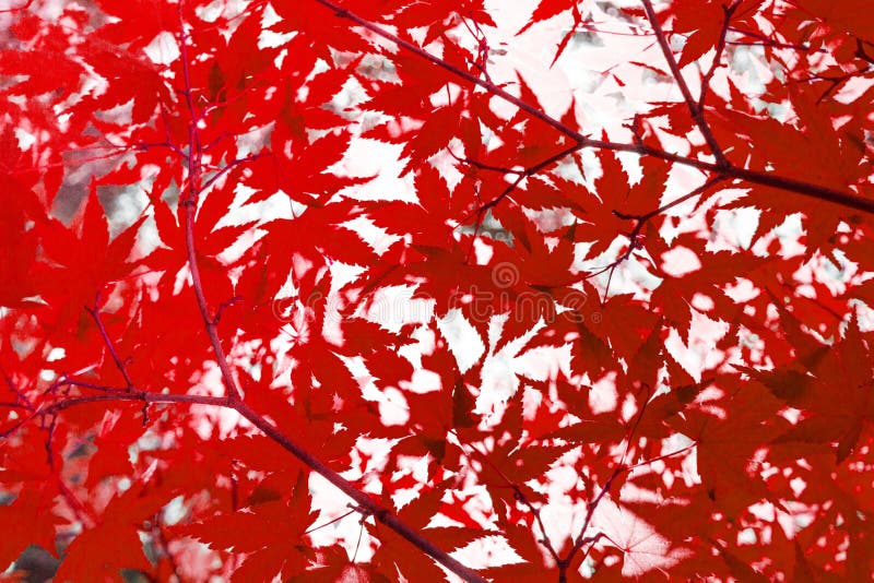 Red Leaves , Abstract Autumn Nature Background Stock Image - Image of ...