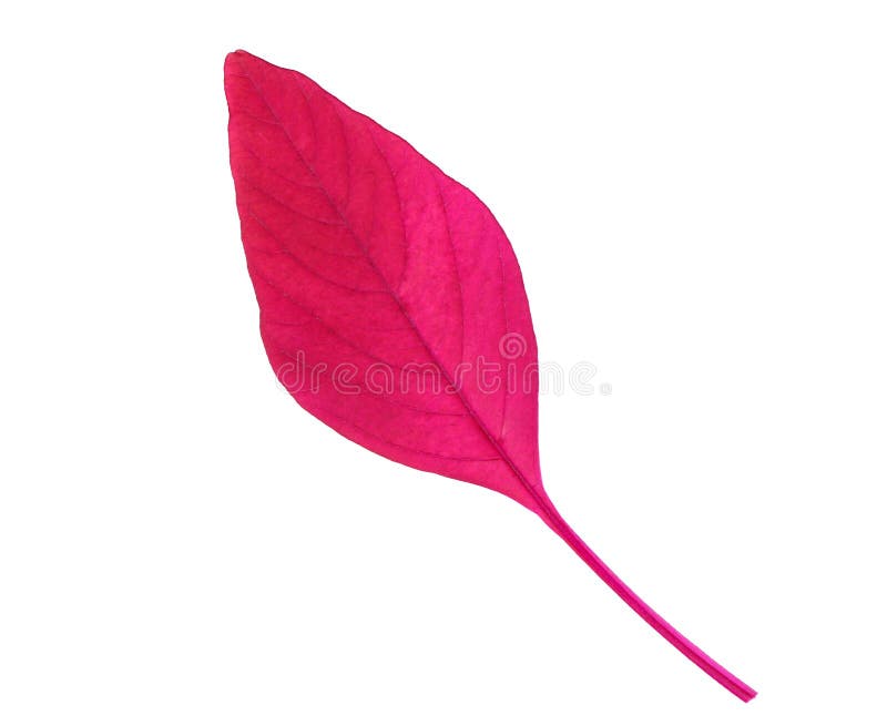 Red Leaves of Amaranth Isolated. Autumn Leaves of Amaranthus Stock ...