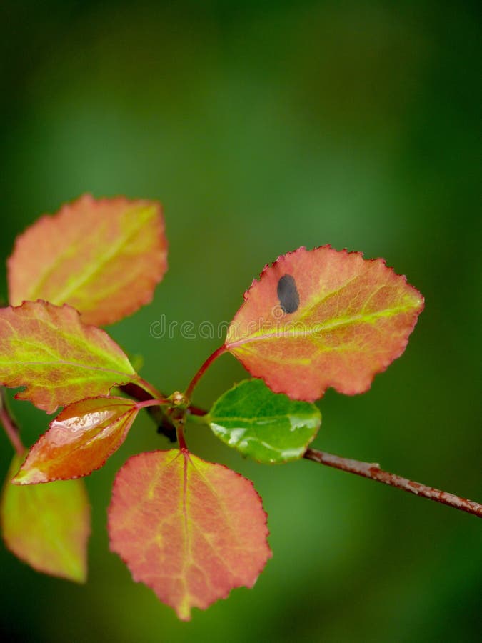 Red Leaves of an Aspen. Summer Stock Image - Image of outdoors ...