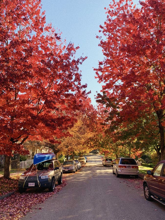 Red Leaves Autumn in Canada Editorial Photo - Image of fall, leaves ...