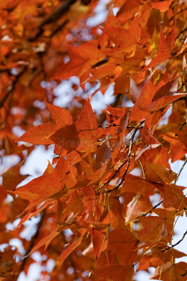 Red leaves in autumn stock image. Image of forest, leaves - 37497919