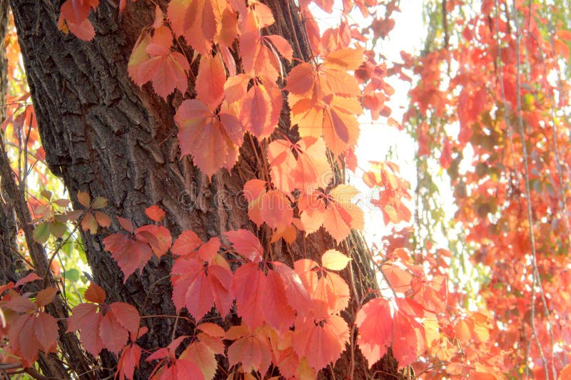 Red Leaves of Autumn Virginia Creeper on Trees Stock Image - Image of ...
