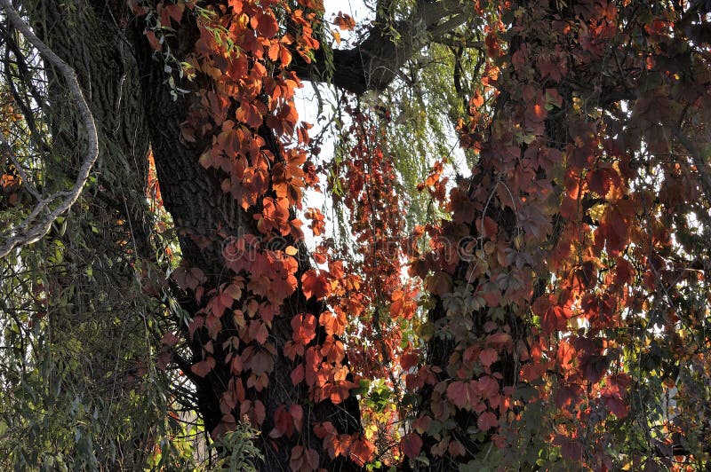 Red Leaves of Autumn Virginia Creeper on Trees Stock Image - Image of ...