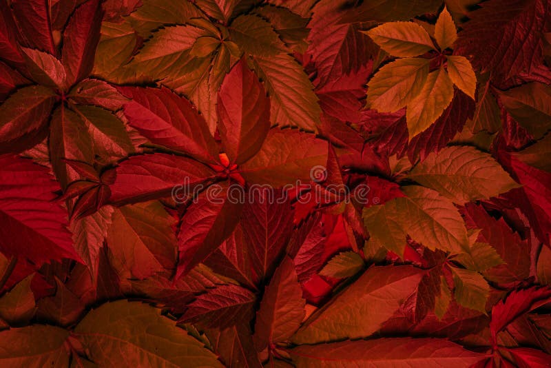 Red Leaves Autumn Wallpaper Stock Image - Image of seamless, fall ...