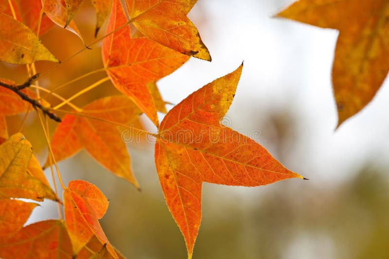 Fall leaves in the wind stock photo. Image of airborne - 11233468