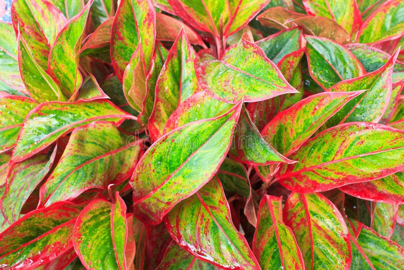 Red leaves stock photo. Image of line, abstract, leaf - 32834388