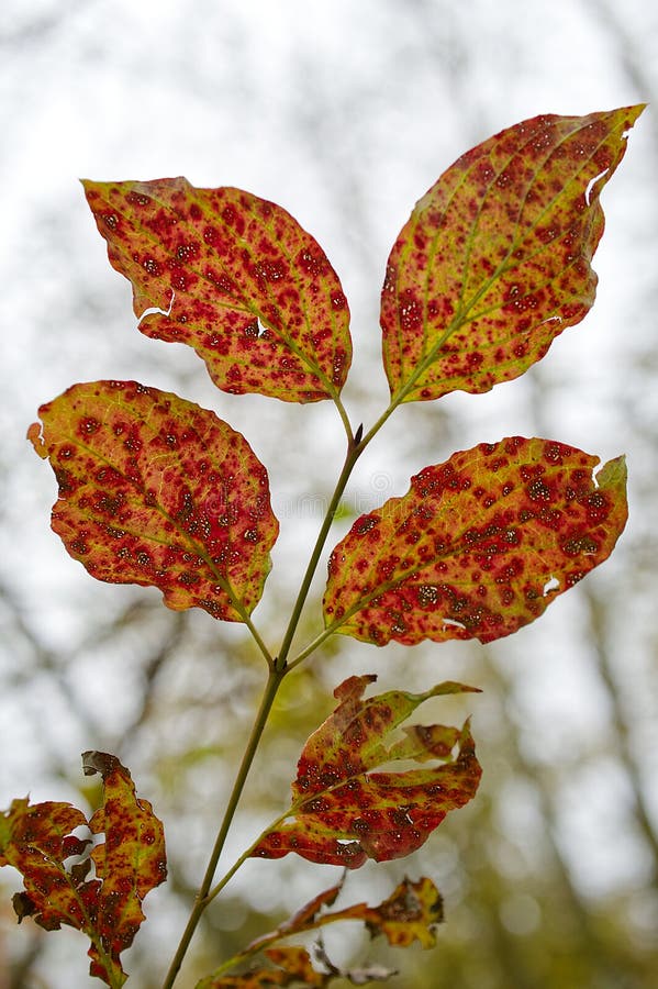 Red Leaves with Beautiful Texture in the Fall Stock Image - Image of ...