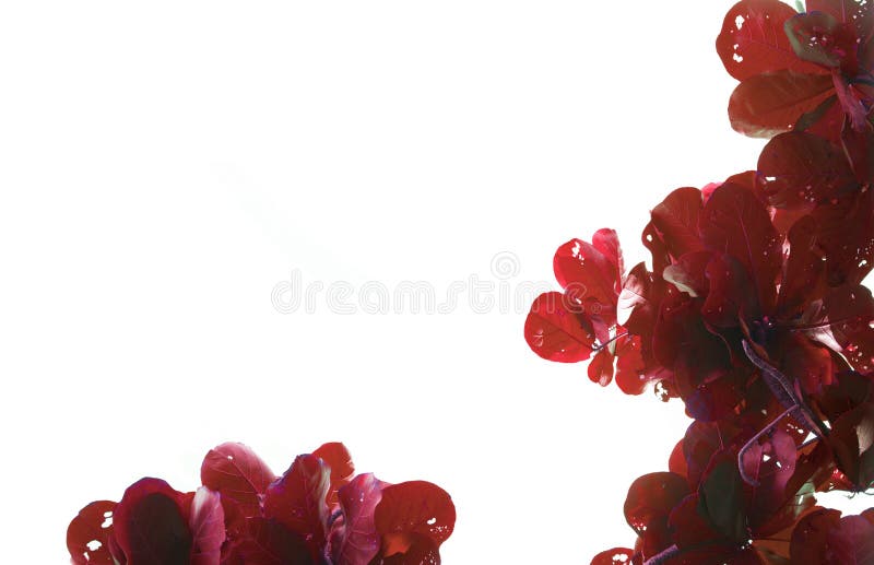 Red Leaves of the Bel Tree in Summer Stock Photo - Image of natural ...