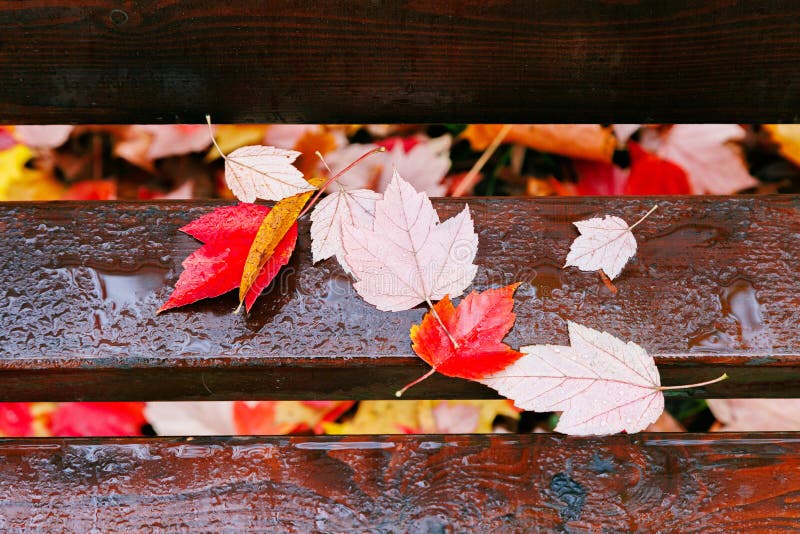 Red leaves on the bench stock image. Image of closeup - 271713981