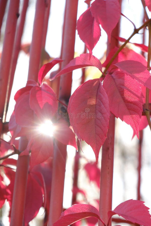 Red Leaves of Bindweed on the Background of an Autumn Sunset Stock ...
