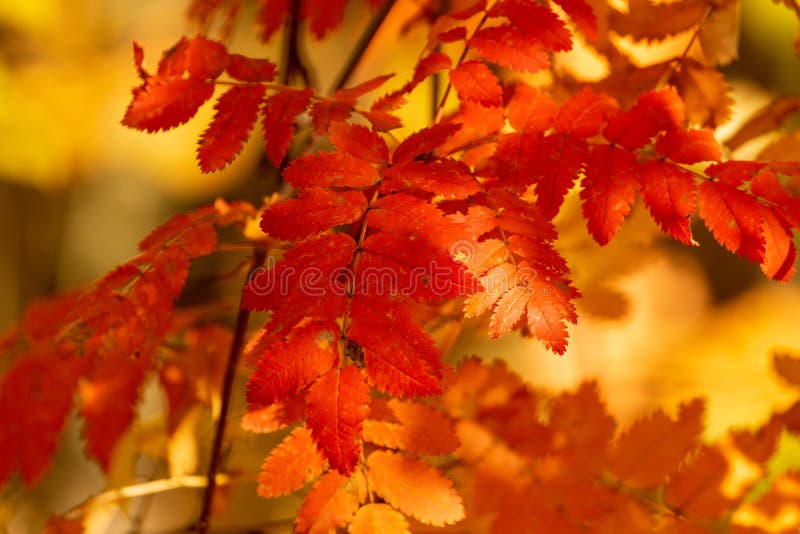 Red Leaves on a Birch Tree in the Fall Stock Image - Image of yellow ...