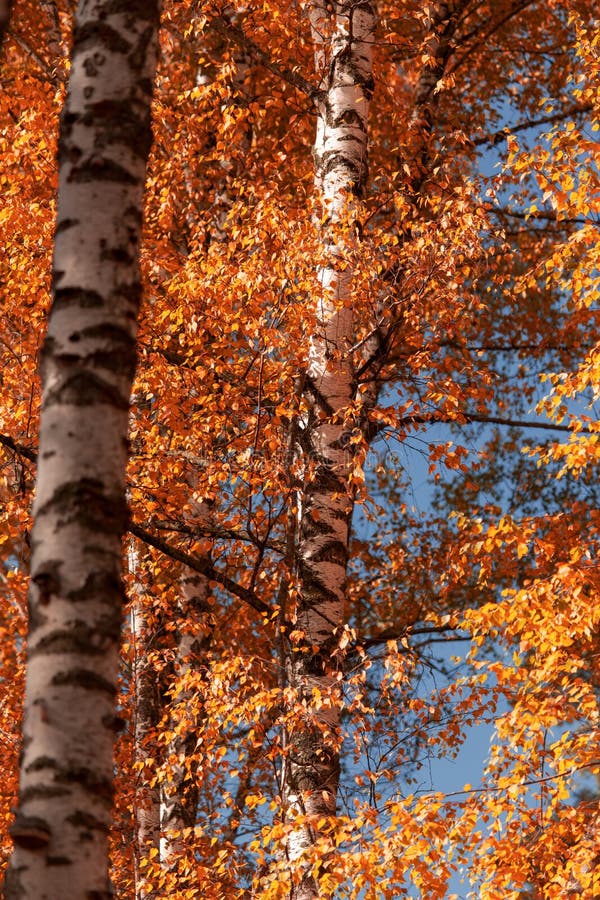 Red Leaves on Birch Trees in Autumn Stock Photo - Image of scenery ...