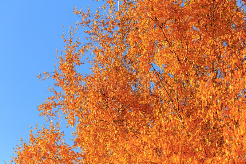 Red Leaves on Birch Trees in Autumn Stock Photo - Image of birch, park ...
