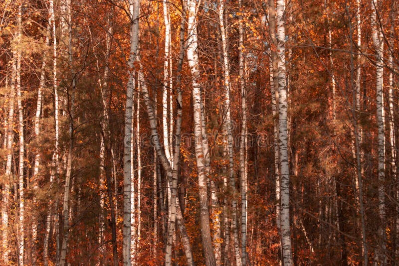 Red Leaves on Birch Trees in Autumn Stock Photo - Image of park ...
