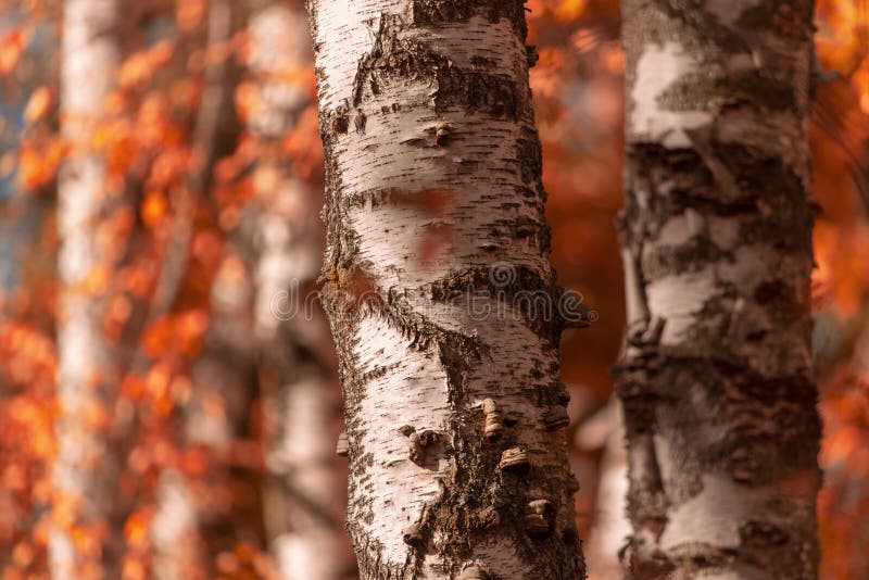 Red Leaves on Birch Trees in Autumn Stock Photo - Image of foliage ...