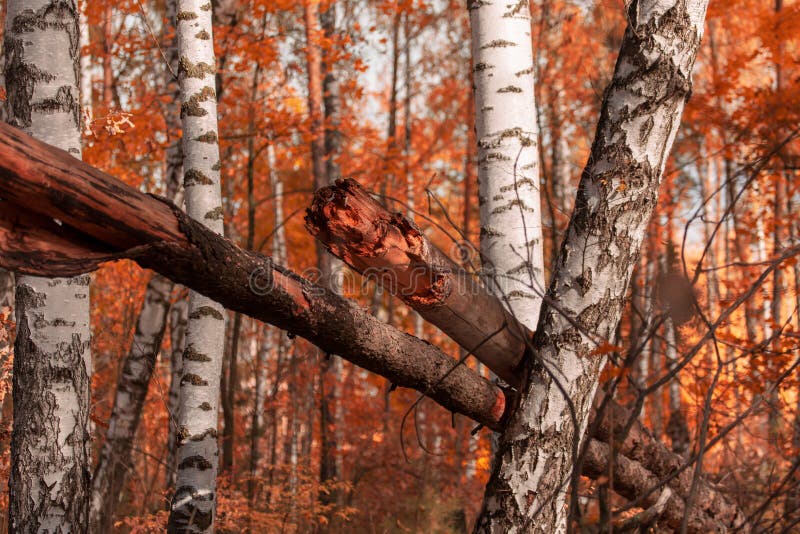 Red Leaves on Birch Trees in Autumn Stock Image - Image of fall, season ...