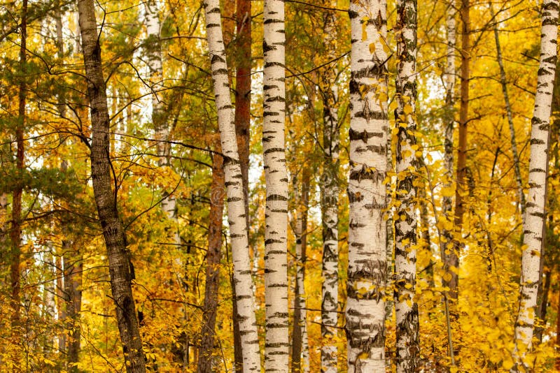 Red Leaves on Birch Trees in Autumn Stock Photo - Image of natural ...