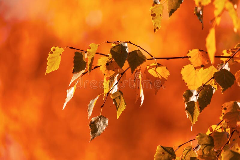 Red Leaves on Birch Trees in Autumn Stock Photo - Image of plant ...