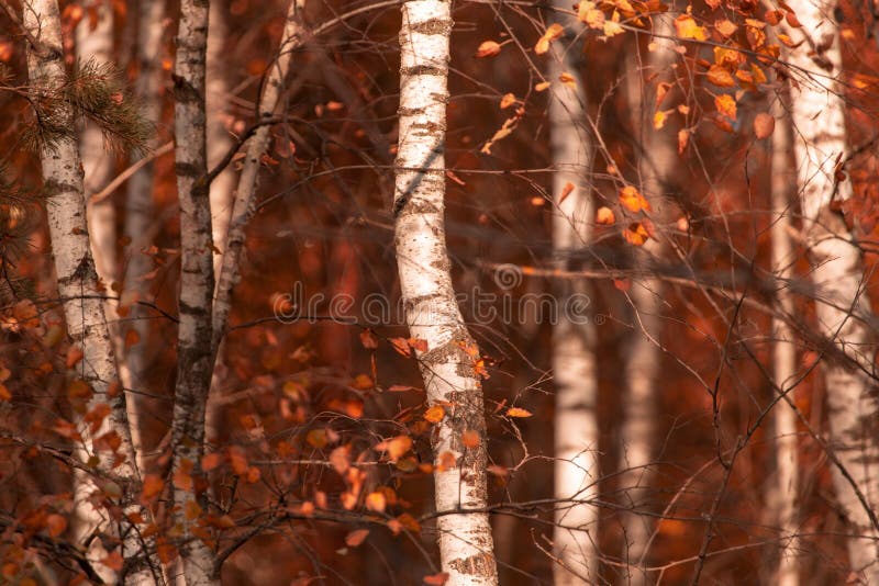 Red Leaves on Birch Trees in Autumn Stock Photo - Image of golden, tree ...