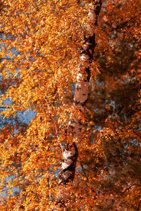 Red Leaves on Birch Trees in Autumn Stock Photo - Image of yellow ...
