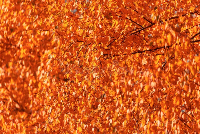 Red Leaves on Birch Trees in Autumn Stock Photo - Image of leaves ...