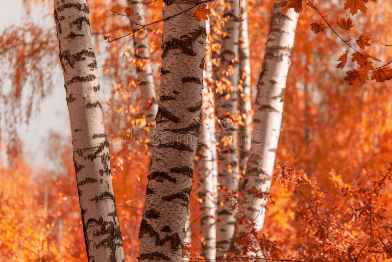 Red Leaves on Birch Trees in Autumn Stock Image - Image of foliage ...