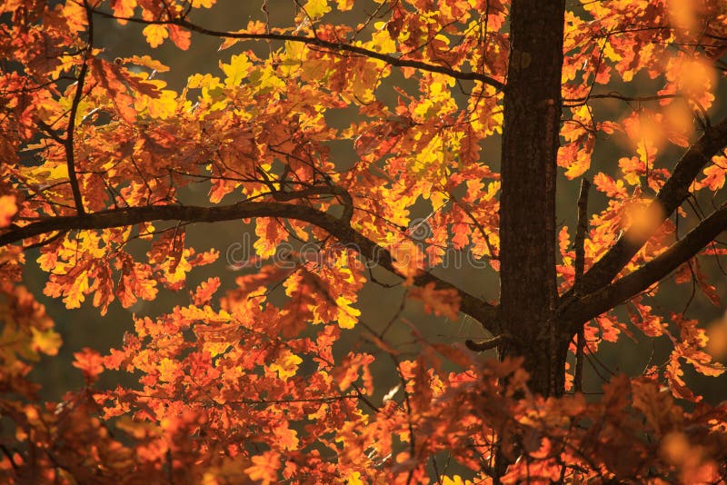 Red Leaves on Birch Trees in Autumn Stock Image - Image of birch, fall ...