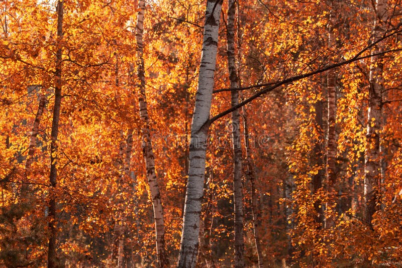 Red Leaves on Birch Trees in Autumn Stock Image - Image of plant, grove ...