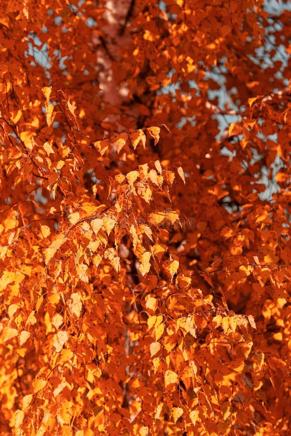 Red Leaves on Birch Trees in Autumn Stock Photo - Image of grove ...