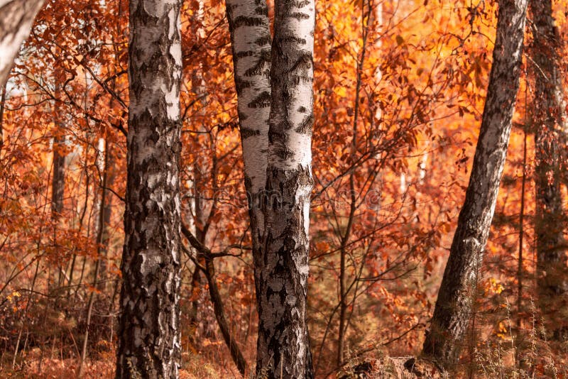 Red Leaves on Birch Trees in Autumn Stock Photo - Image of foliage ...